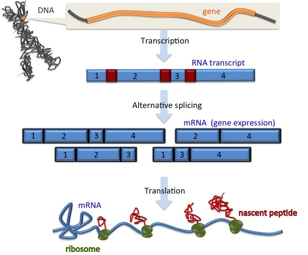 Tzu-Yu Liu, UPenn: Research